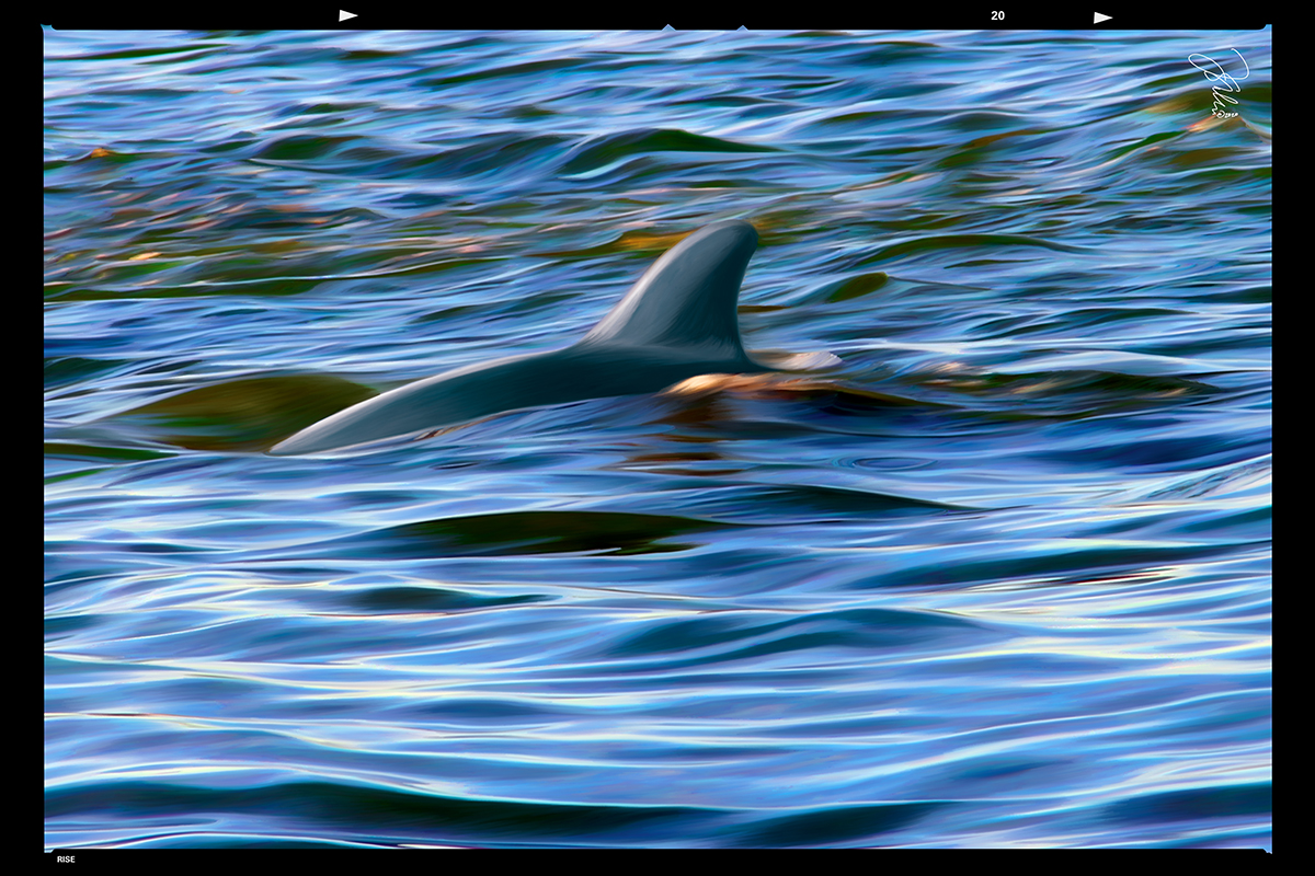 J Shelor - art & design